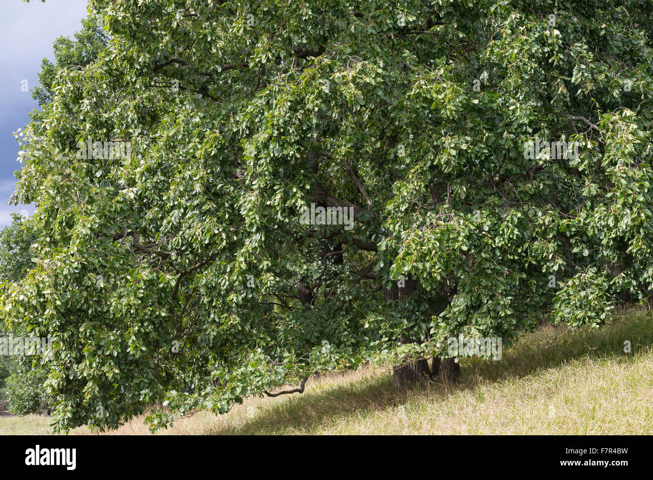 Rovere, Cornish rovere, rovere irlandese, Trauben-Eiche, Traubeneiche ...