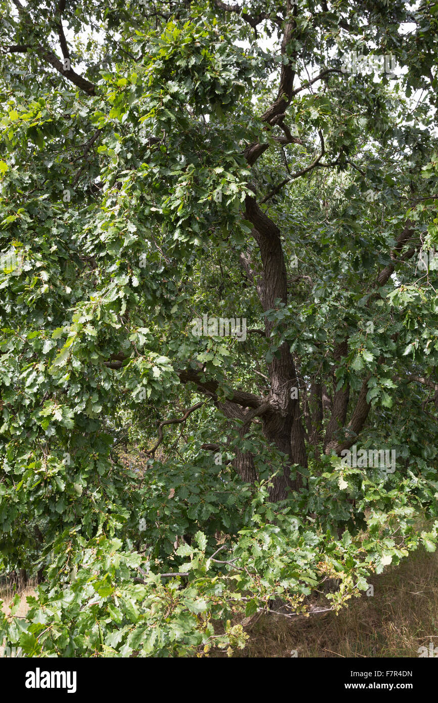 Quercus sessilis immagini e fotografie stock ad alta risoluzione - Alamy