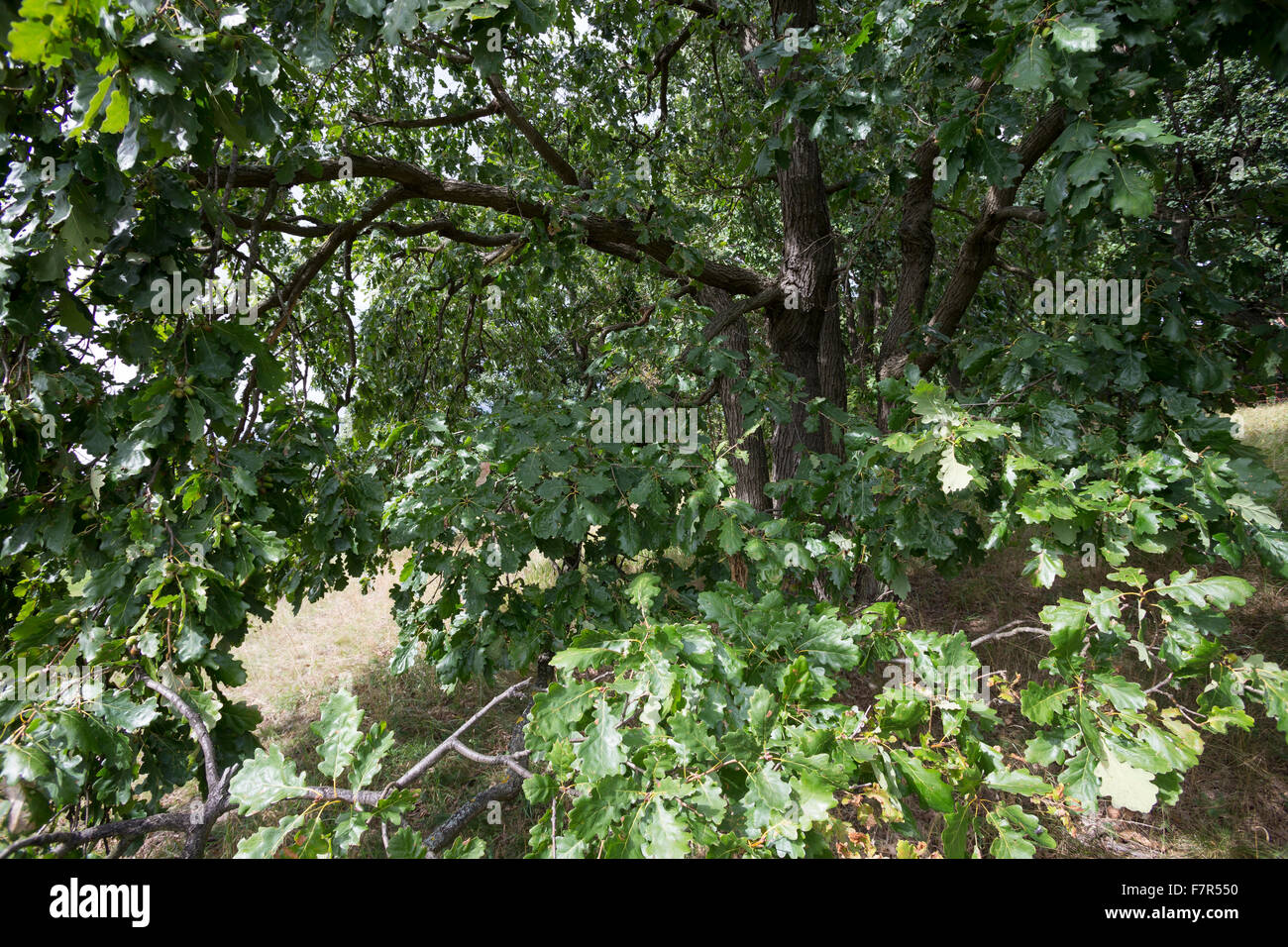 Rovere, Cornish rovere, rovere irlandese, Trauben-Eiche, Traubeneiche ...