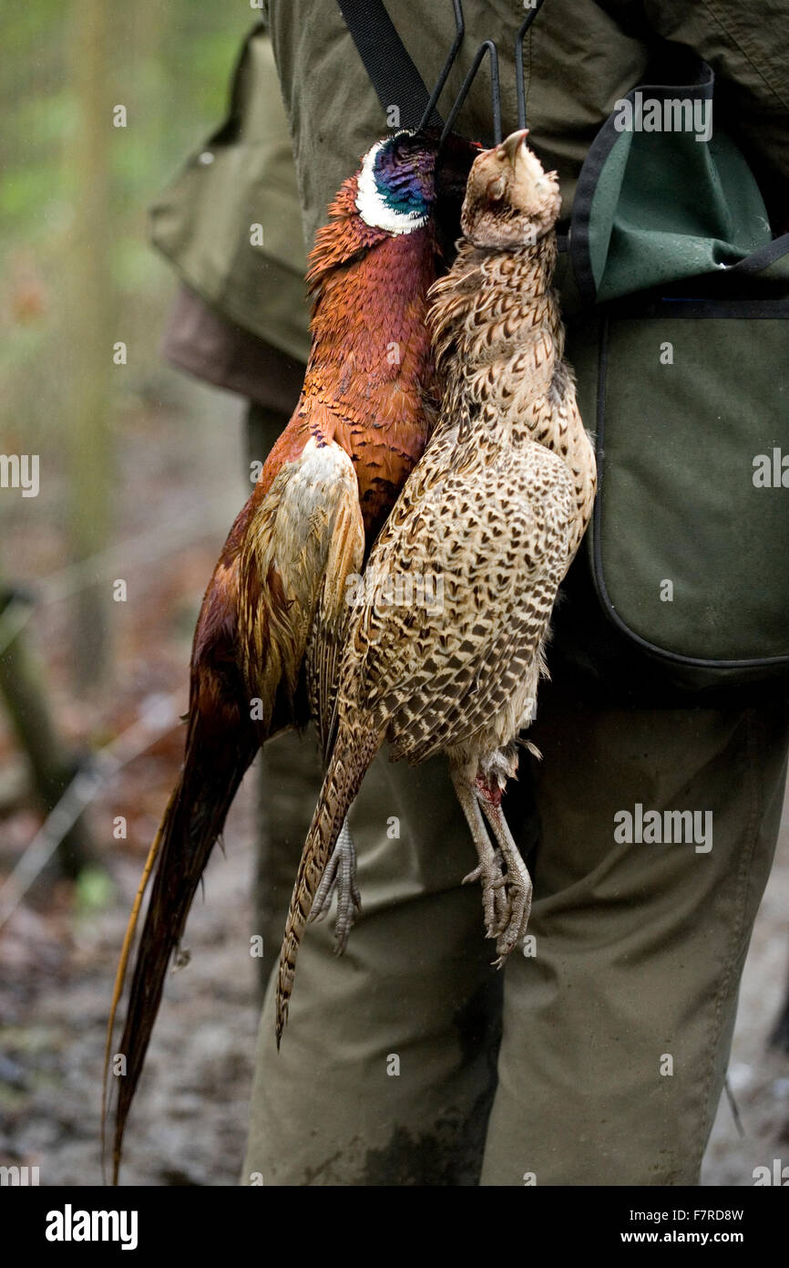 Fagiani femmina immagini e fotografie stock ad alta risoluzione - Alamy