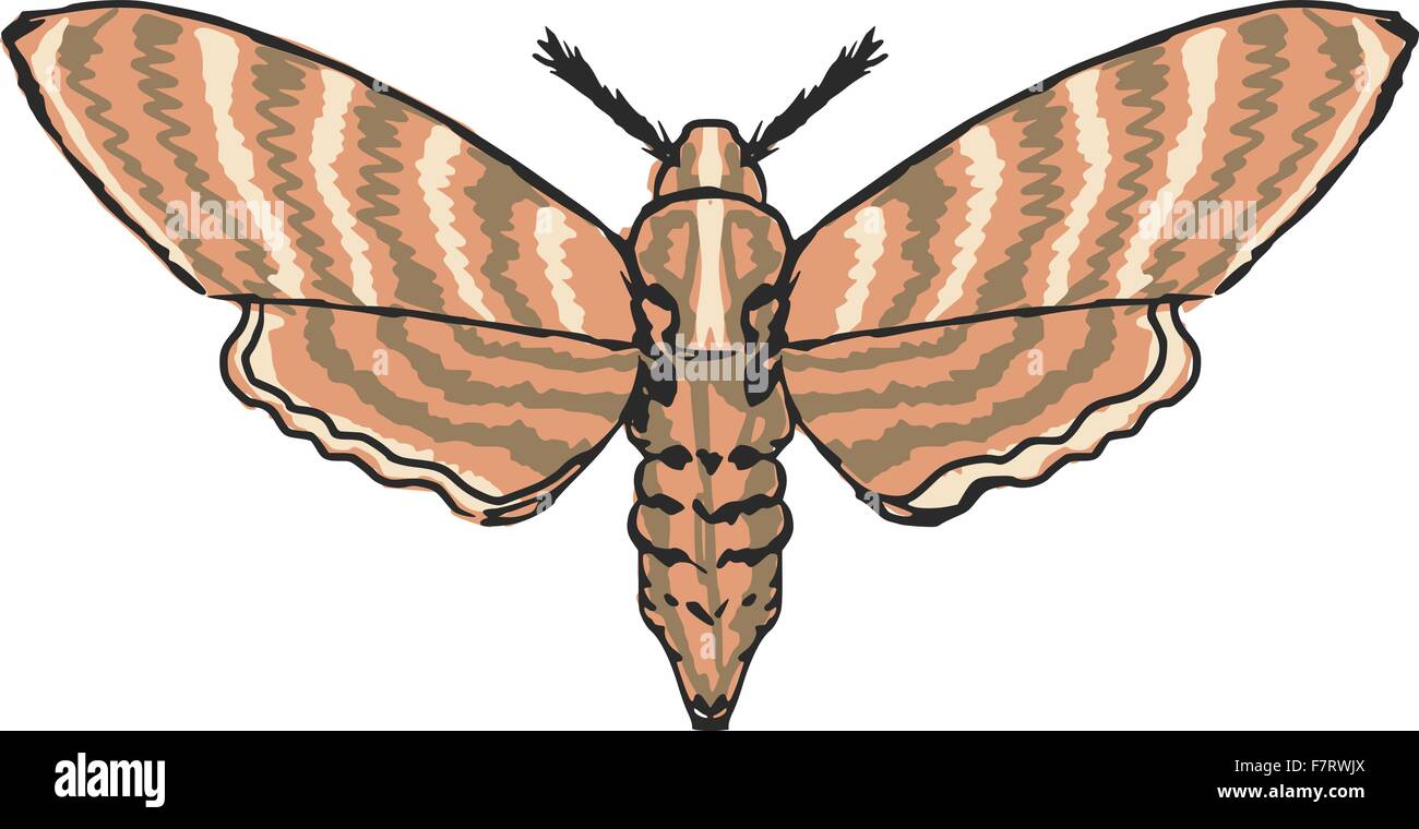 Mico falena Immagini Vettoriali Stock - Alamy