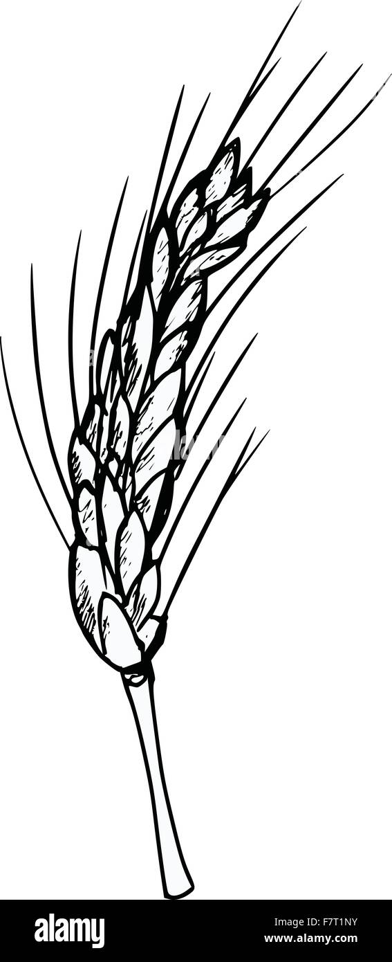 Pane di segale di grano Foto e Immagini Stock in Bianco e Nero - Alamy