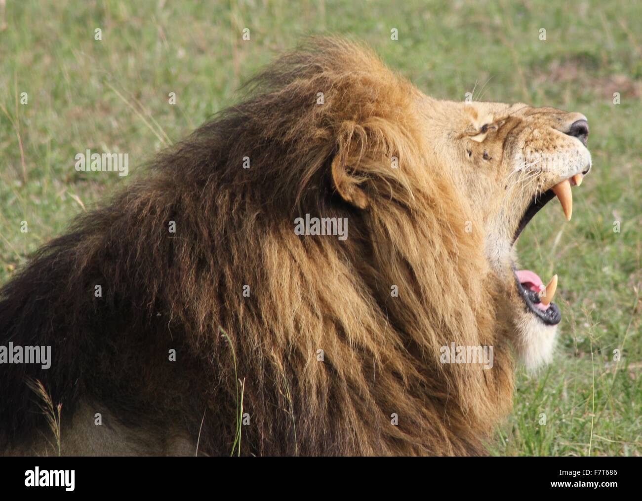 Grande ruggito immagini e fotografie stock ad alta risoluzione - Alamy