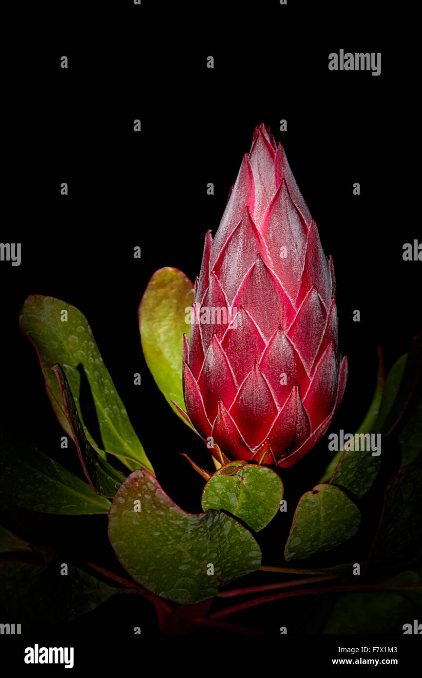 Protea tropical flower immagini e fotografie stock ad alta risoluzione ...