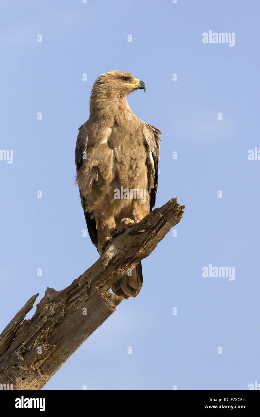 Aquila rapace africana aquila rapax adulto immagini e fotografie stock ...