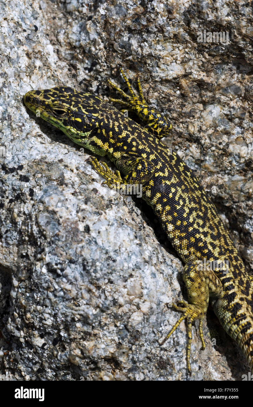 Iberolacerta cyreni immagini e fotografie stock ad alta risoluzione - Alamy
