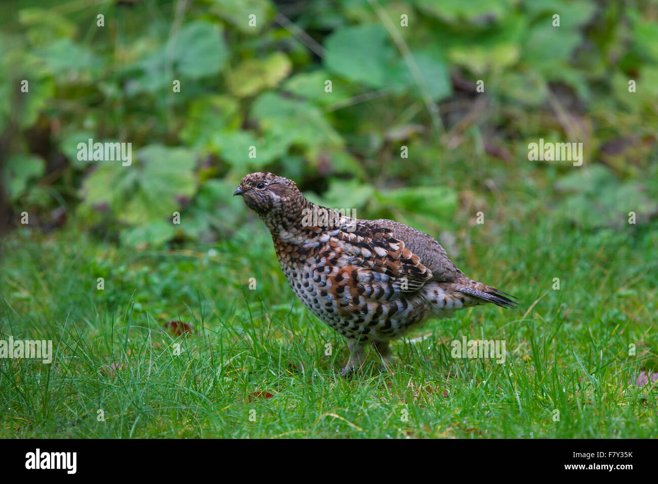 Francolino di monte / hazel hen (Tetrastes bonasia / Bonasa bonasia ...