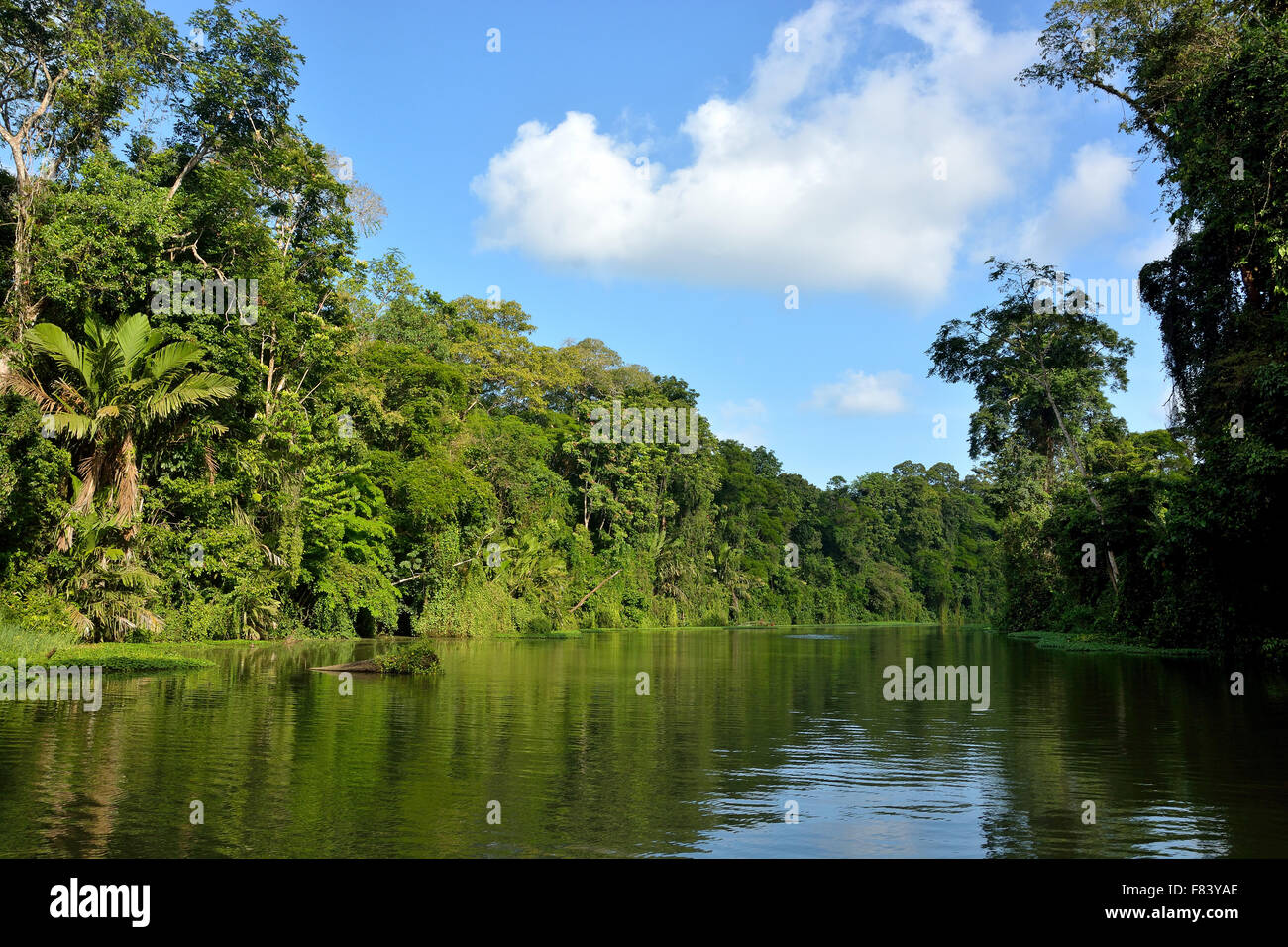 Parchi nazionali costarica immagini e fotografie stock ad alta ...