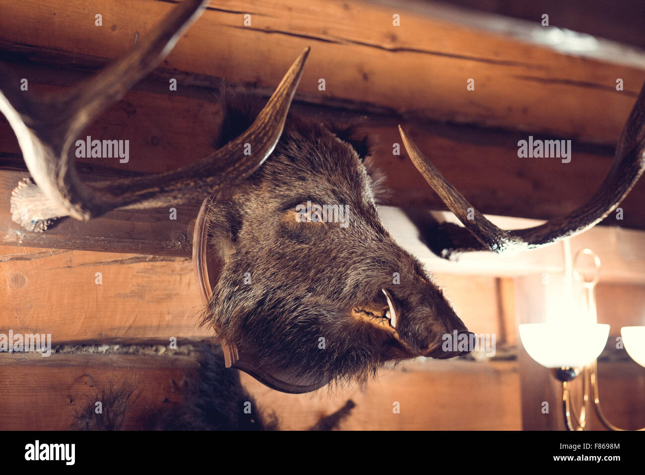 Testa di cervo in legno immagini e fotografie stock ad alta risoluzione ...