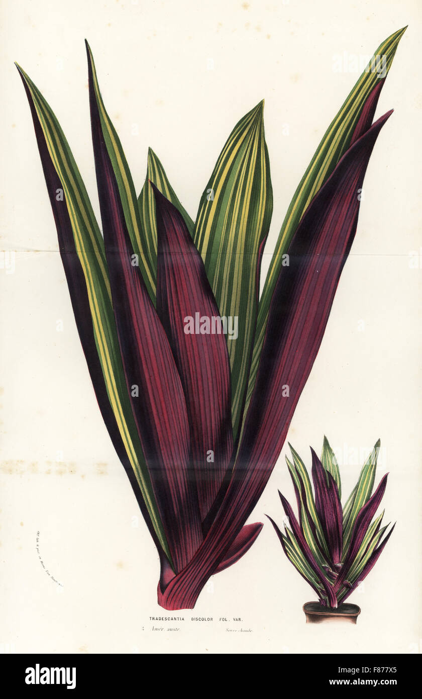 Tradescantia scolorire immagini e fotografie stock ad alta risoluzione ...