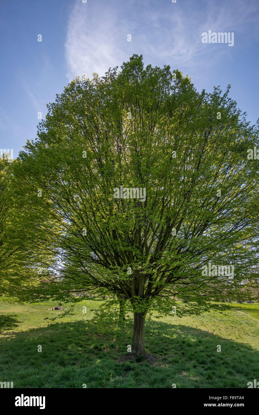 Albero di carpino immagini e fotografie stock ad alta risoluzione - Alamy