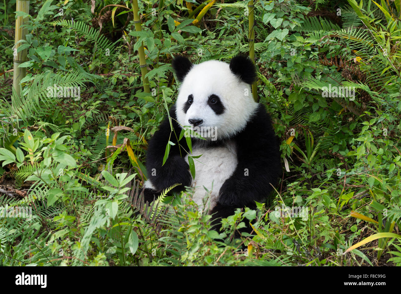 Panda gigante immagini e fotografie stock ad alta risoluzione - Alamy