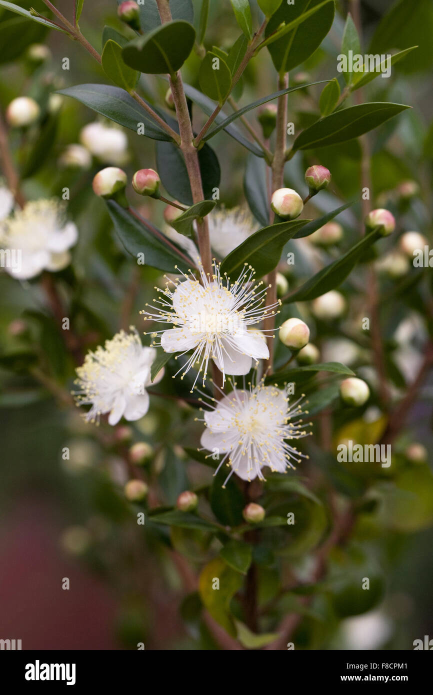 Mirti myrtus communis immagini e fotografie stock ad alta risoluzione ...