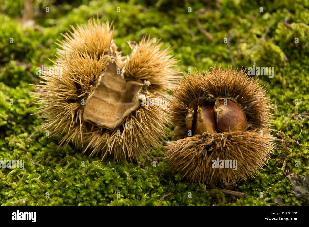 Castagne nei boschi immagini e fotografie stock ad alta risoluzione - Alamy
