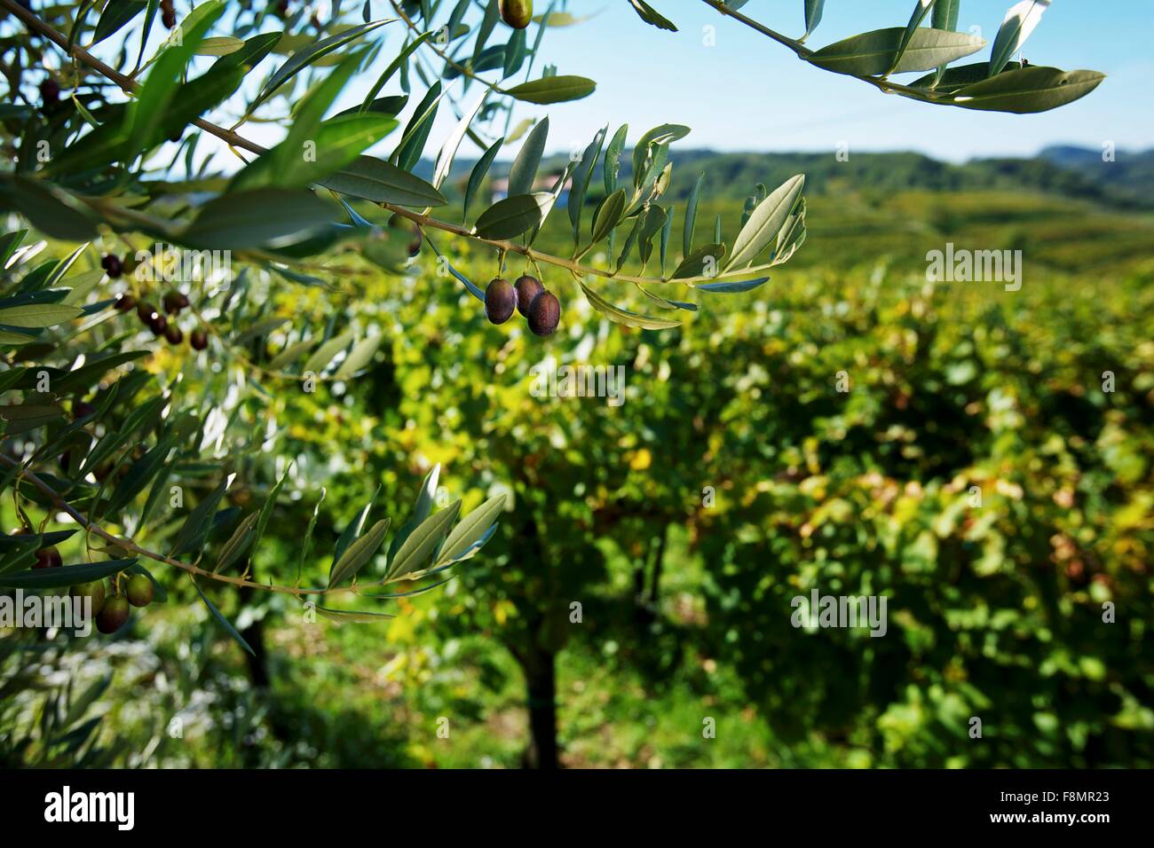 Collio italy immagini e fotografie stock ad alta risoluzione - Alamy