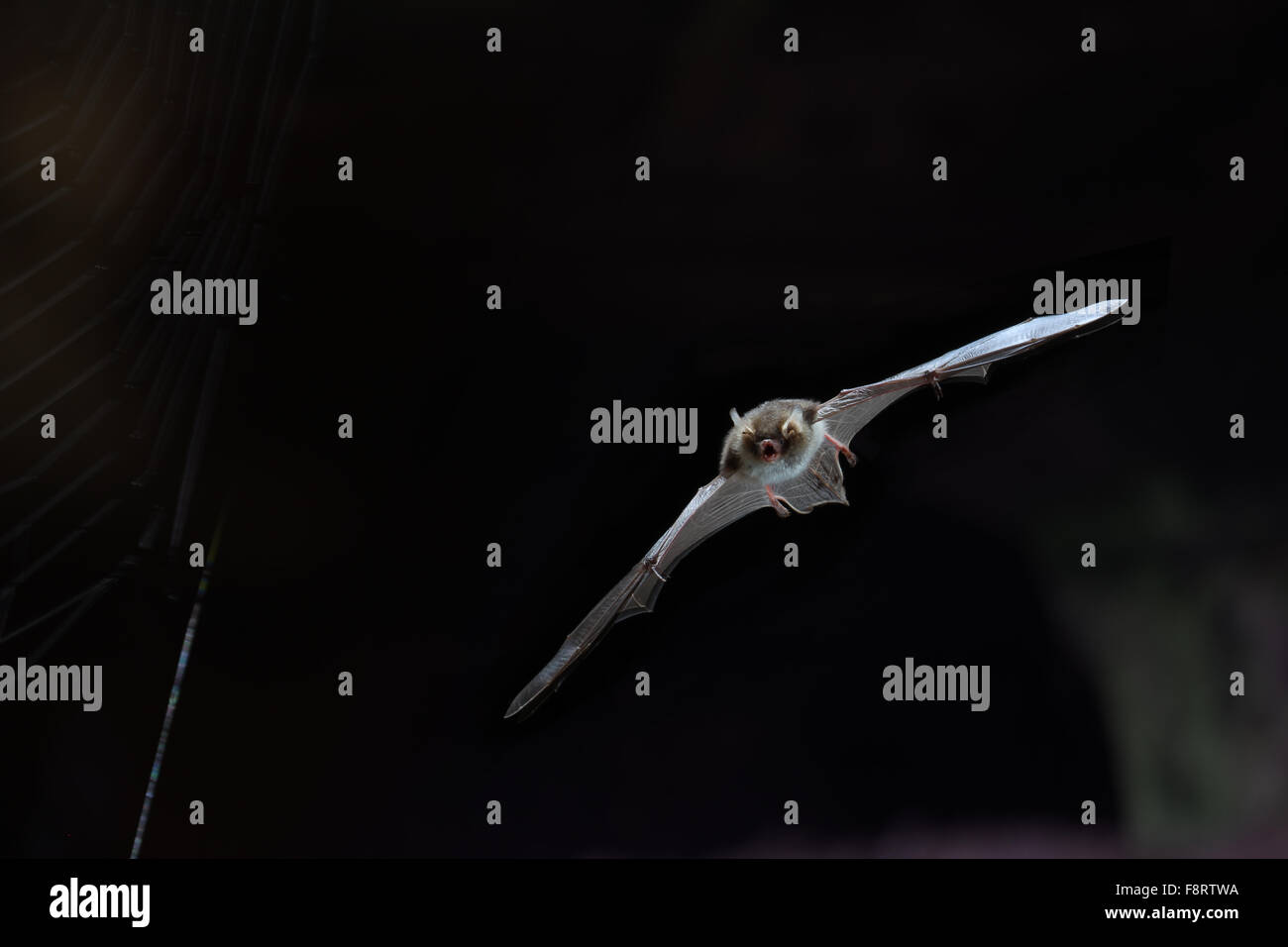 Natterers bat myotis nattereri immagini e fotografie stock ad alta ...