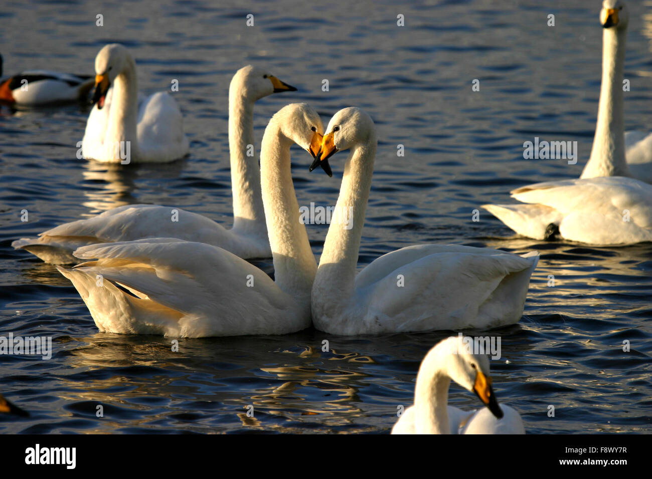 Cigni uccello amore silhouette immagini e fotografie stock ad alta ...