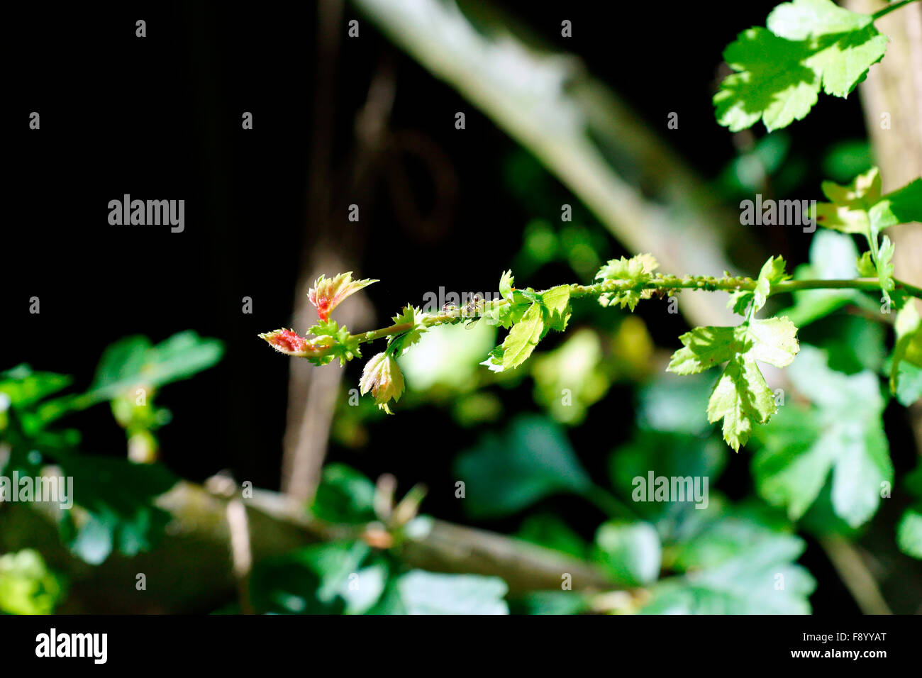 Secernono la melata immagini e fotografie stock ad alta risoluzione - Alamy