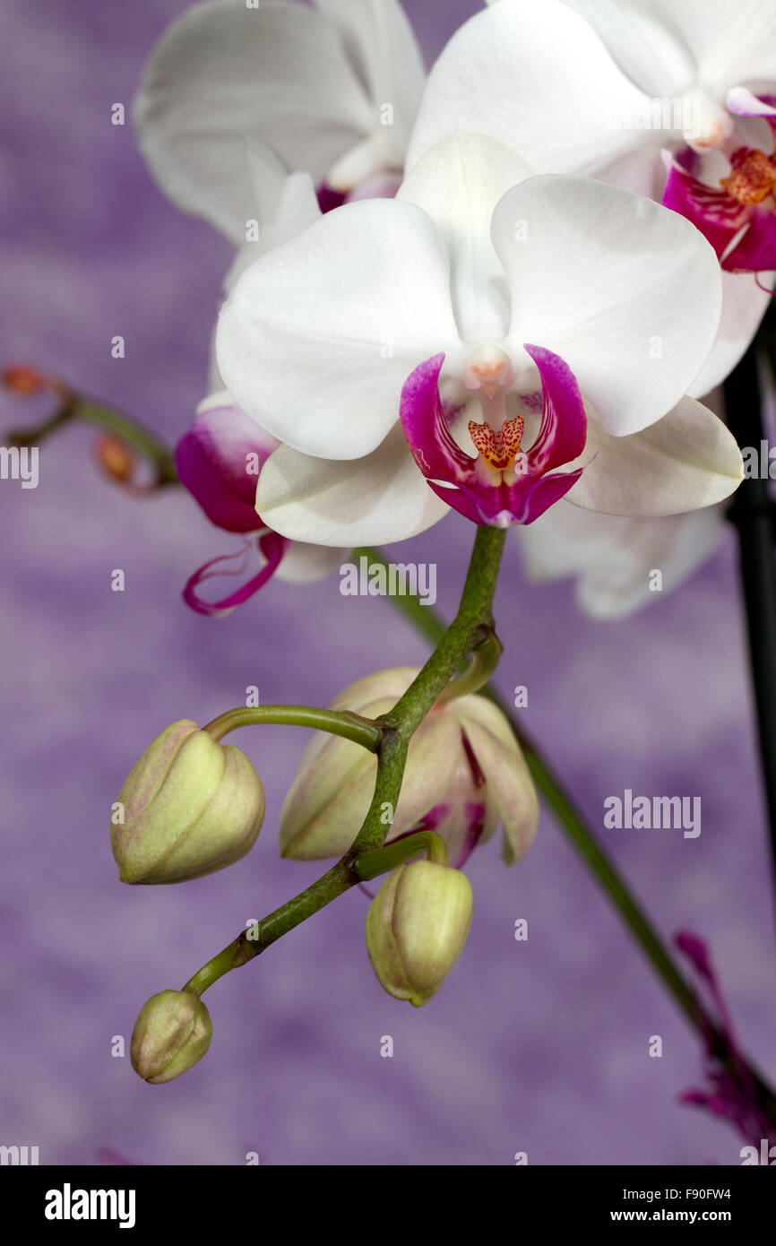 Orchidee colorate immagini e fotografie stock ad alta risoluzione - Alamy
