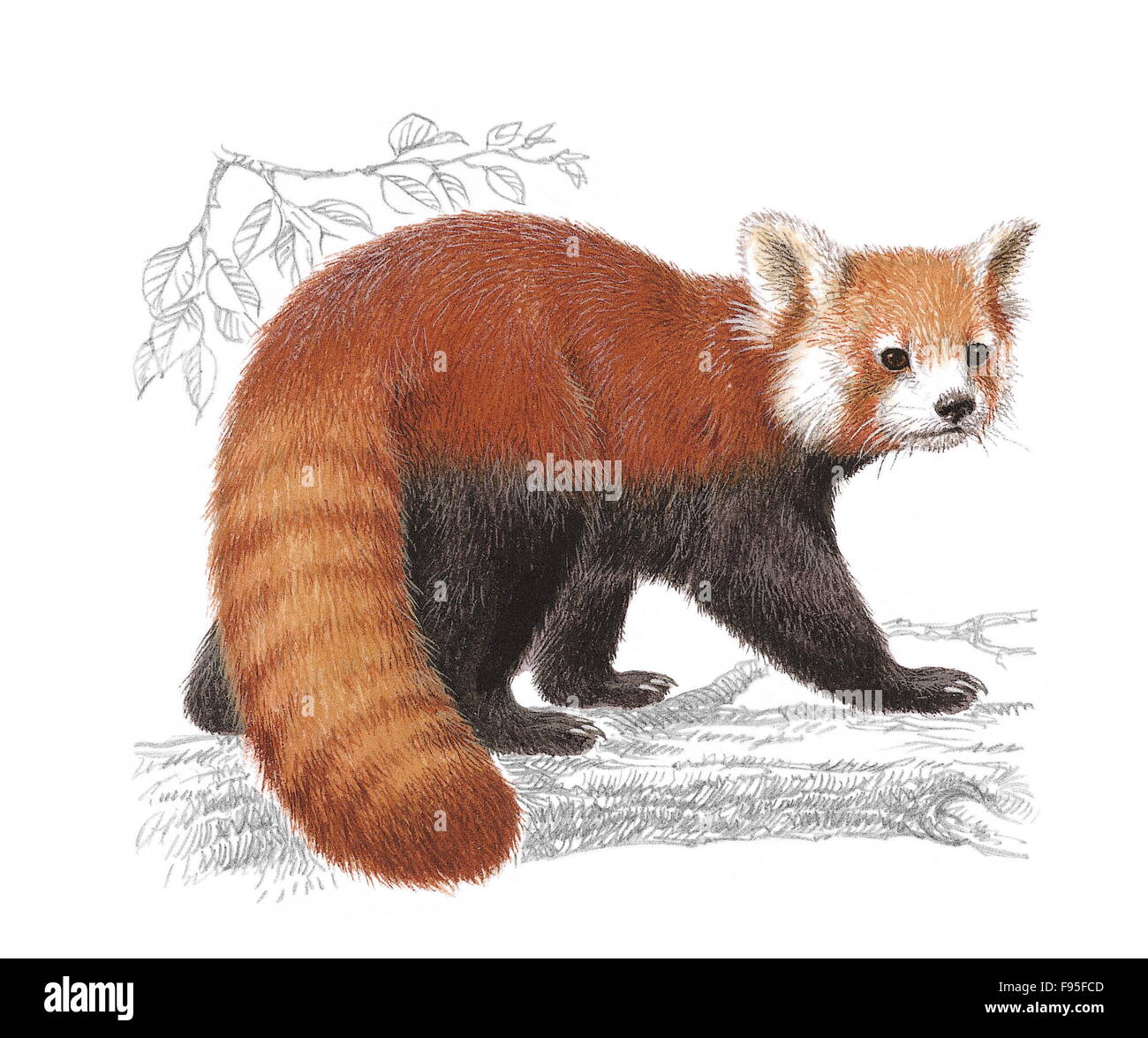 Gatto panda immagini e fotografie stock ad alta risoluzione - Alamy