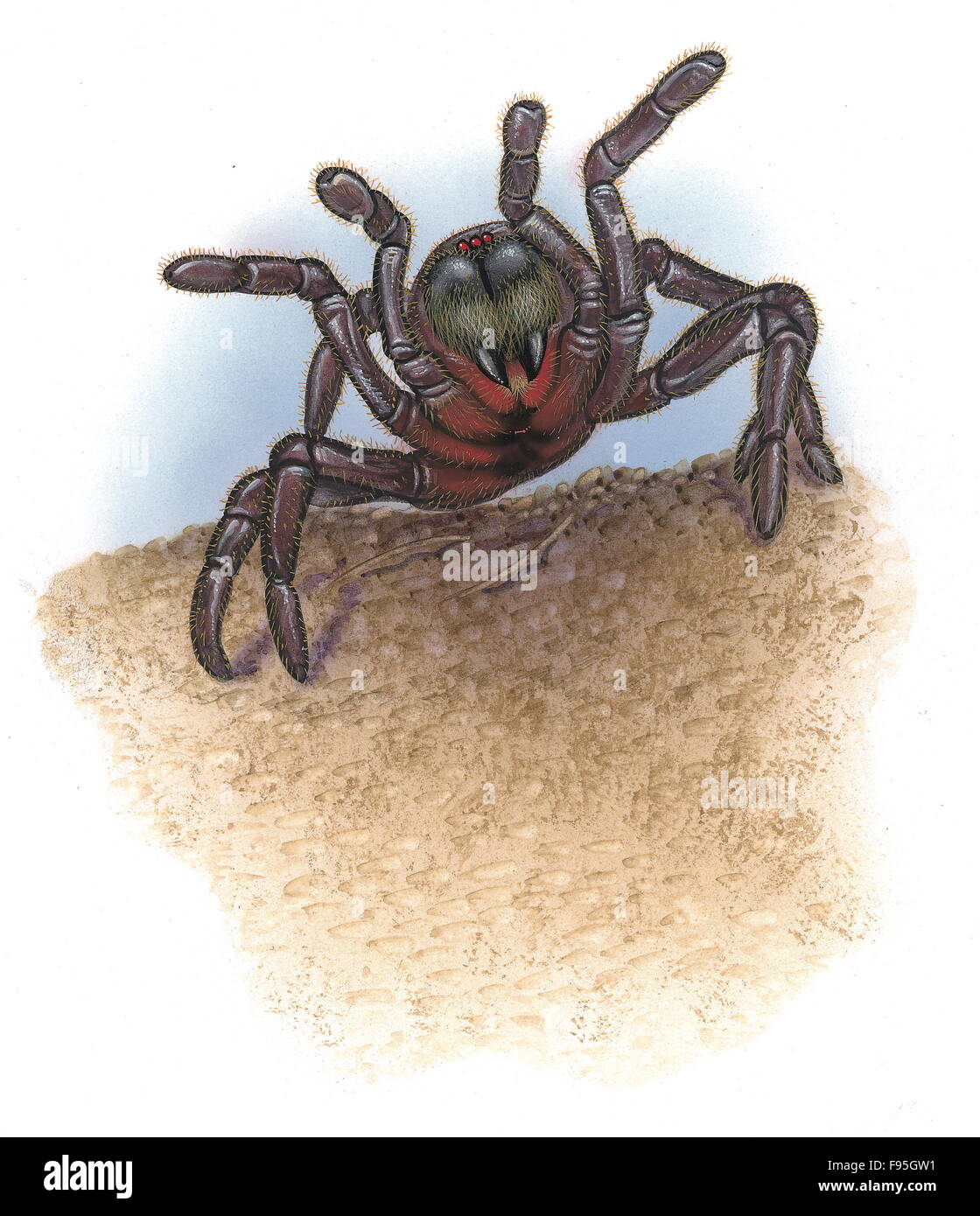 Trapdoor spiders ctenizidae immagini e fotografie stock ad alta ...