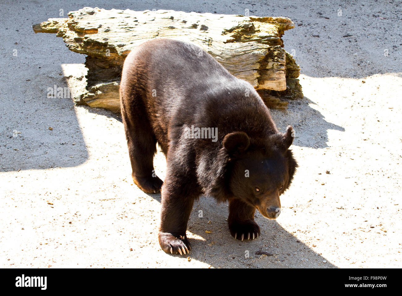 Muso di orso nero immagini e fotografie stock ad alta risoluzione - Alamy