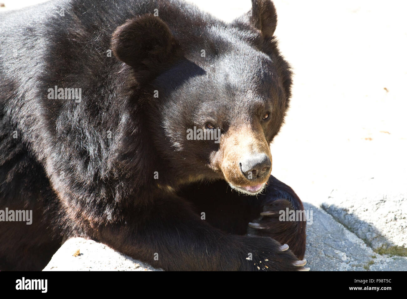 Muso di orso nero immagini e fotografie stock ad alta risoluzione - Alamy