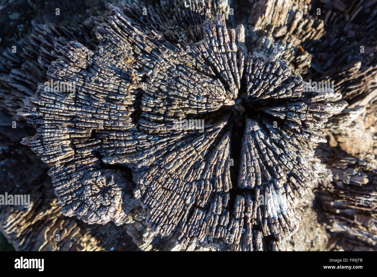 Tronco d'albero bianco secco immagini e fotografie stock ad alta ...