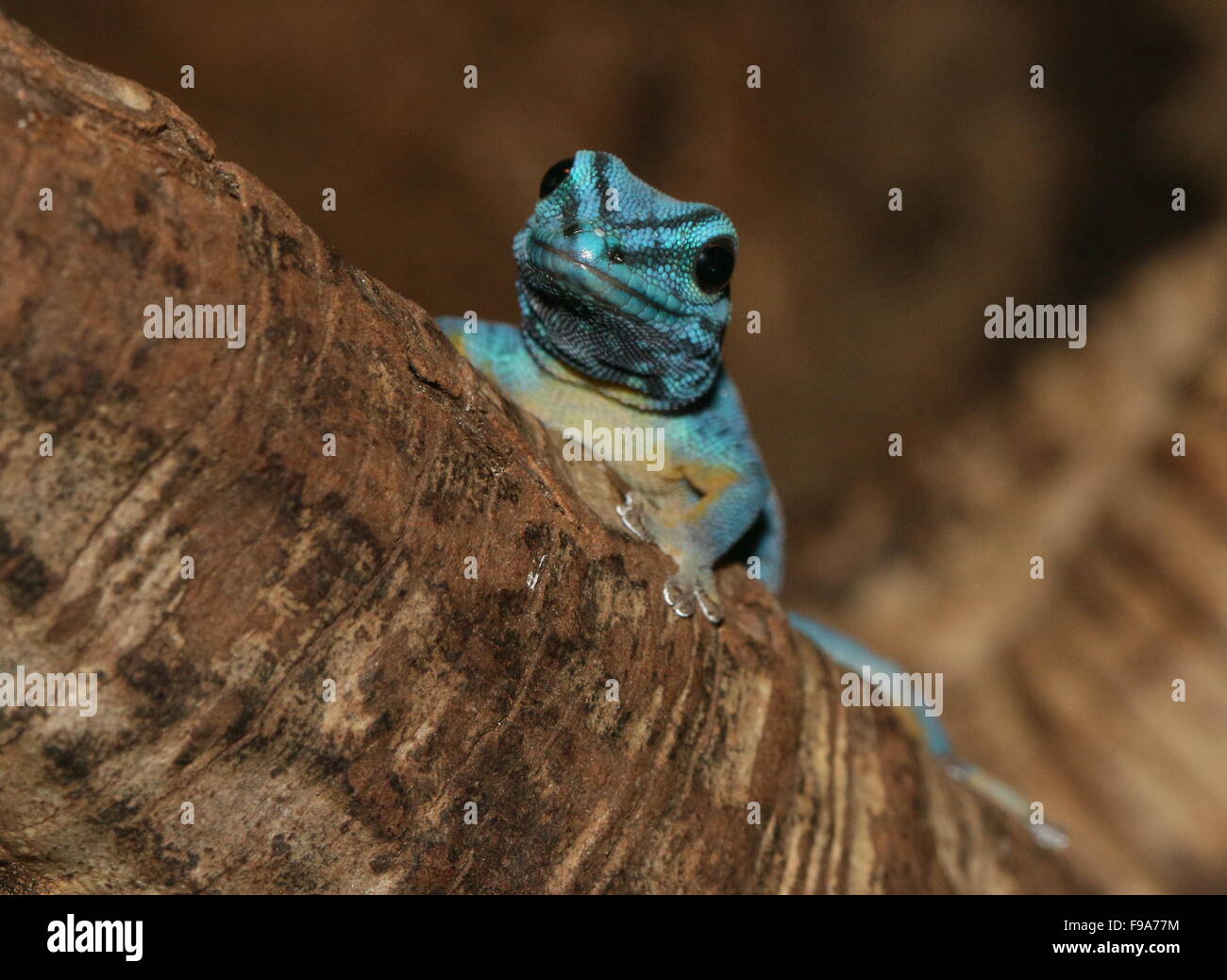 Geco nano di william immagini e fotografie stock ad alta risoluzione ...