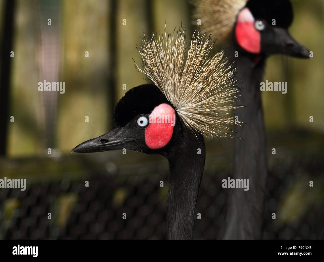 Poppa incoronata immagini e fotografie stock ad alta risoluzione - Alamy