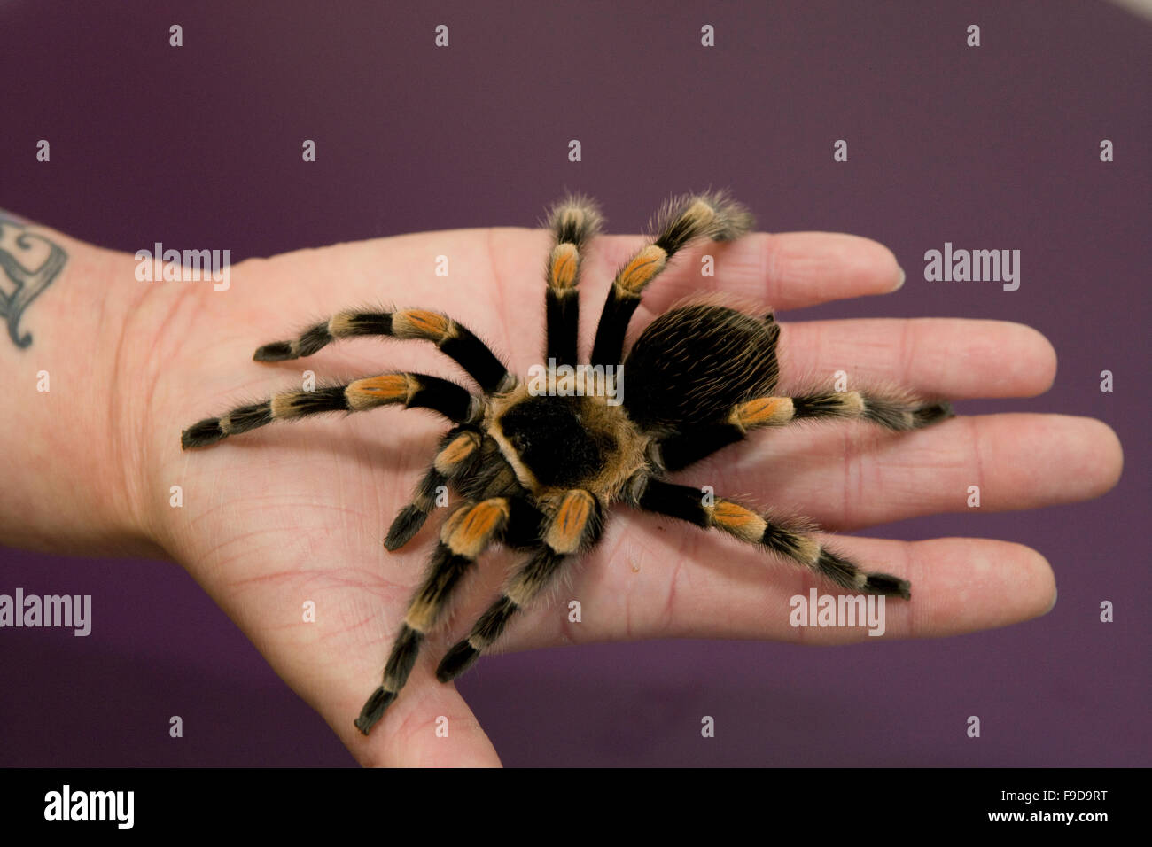 Ragno tarantola immagini e fotografie stock ad alta risoluzione - Alamy