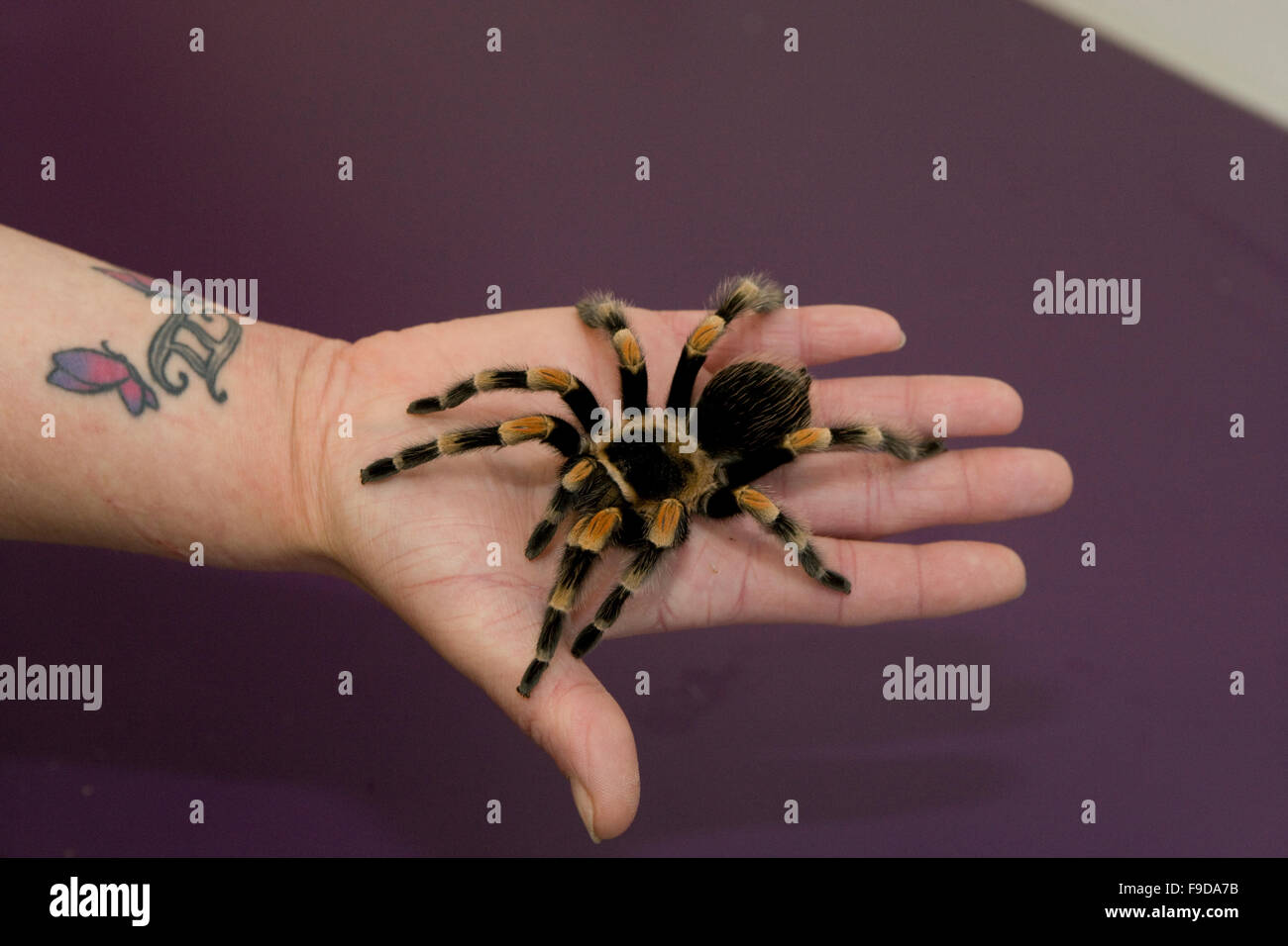 Ragno tarantola immagini e fotografie stock ad alta risoluzione - Alamy