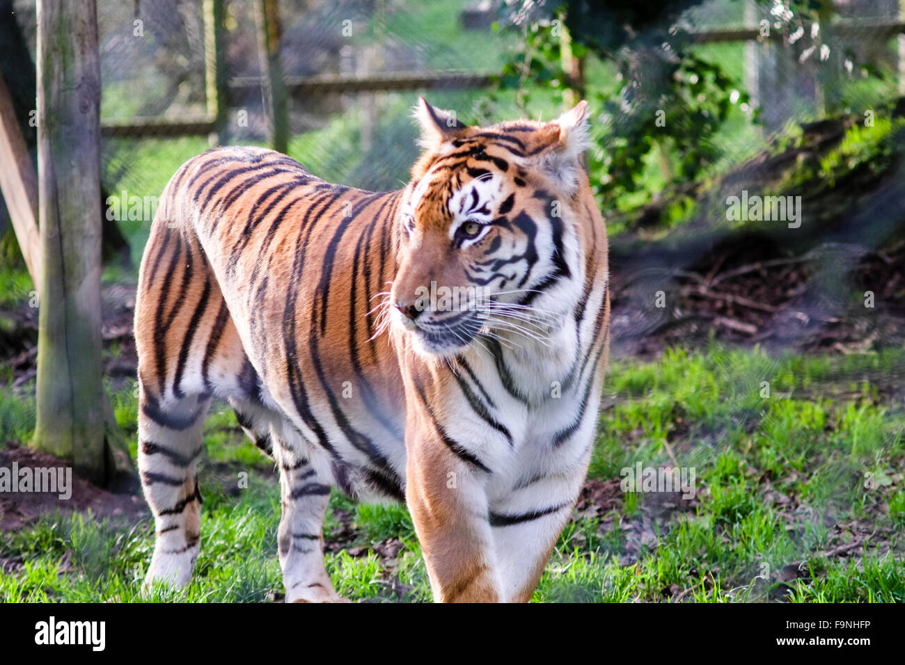 Tigri allo zoo immagini e fotografie stock ad alta risoluzione - Alamy