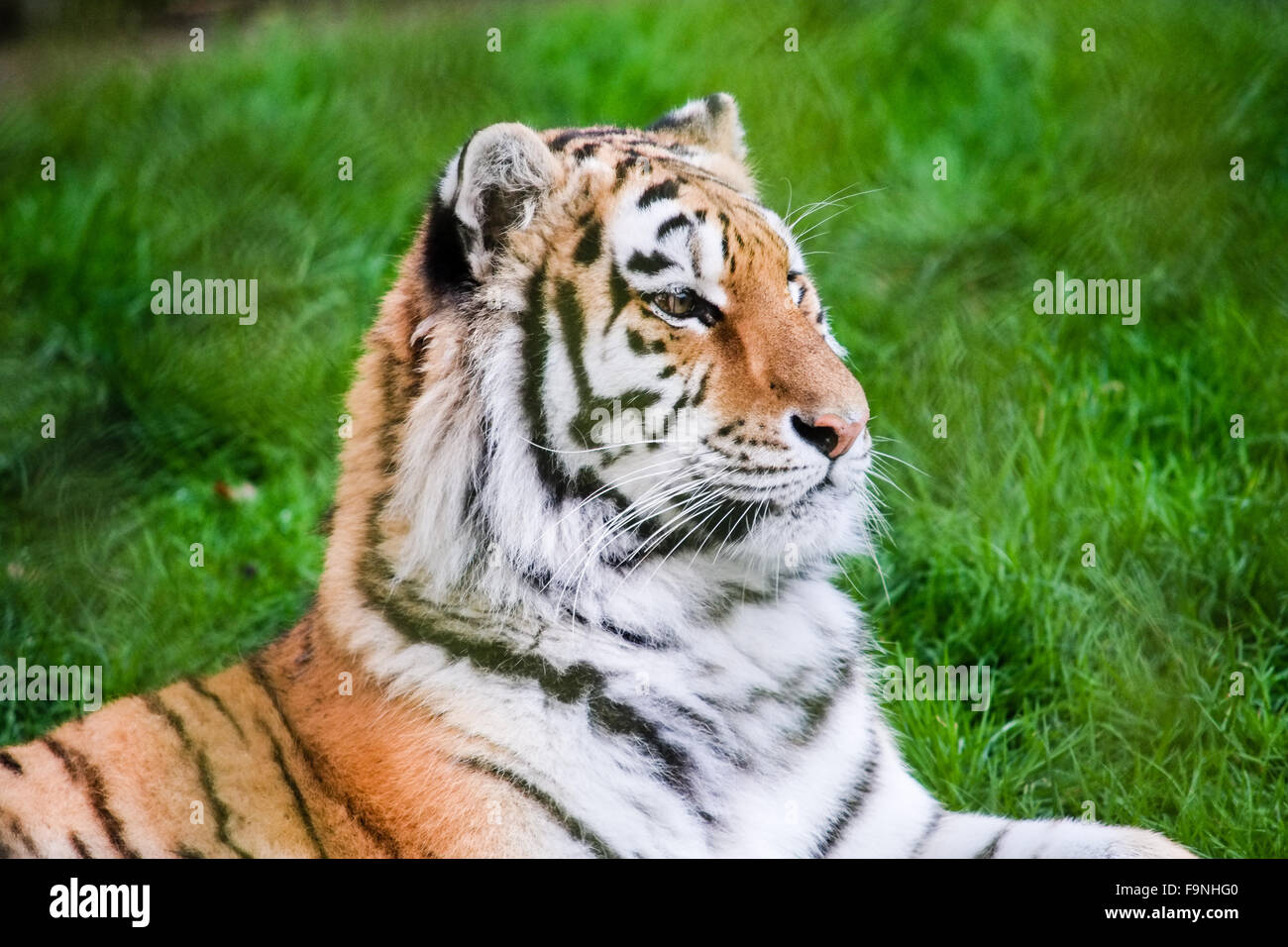 Tigri allo zoo immagini e fotografie stock ad alta risoluzione - Alamy