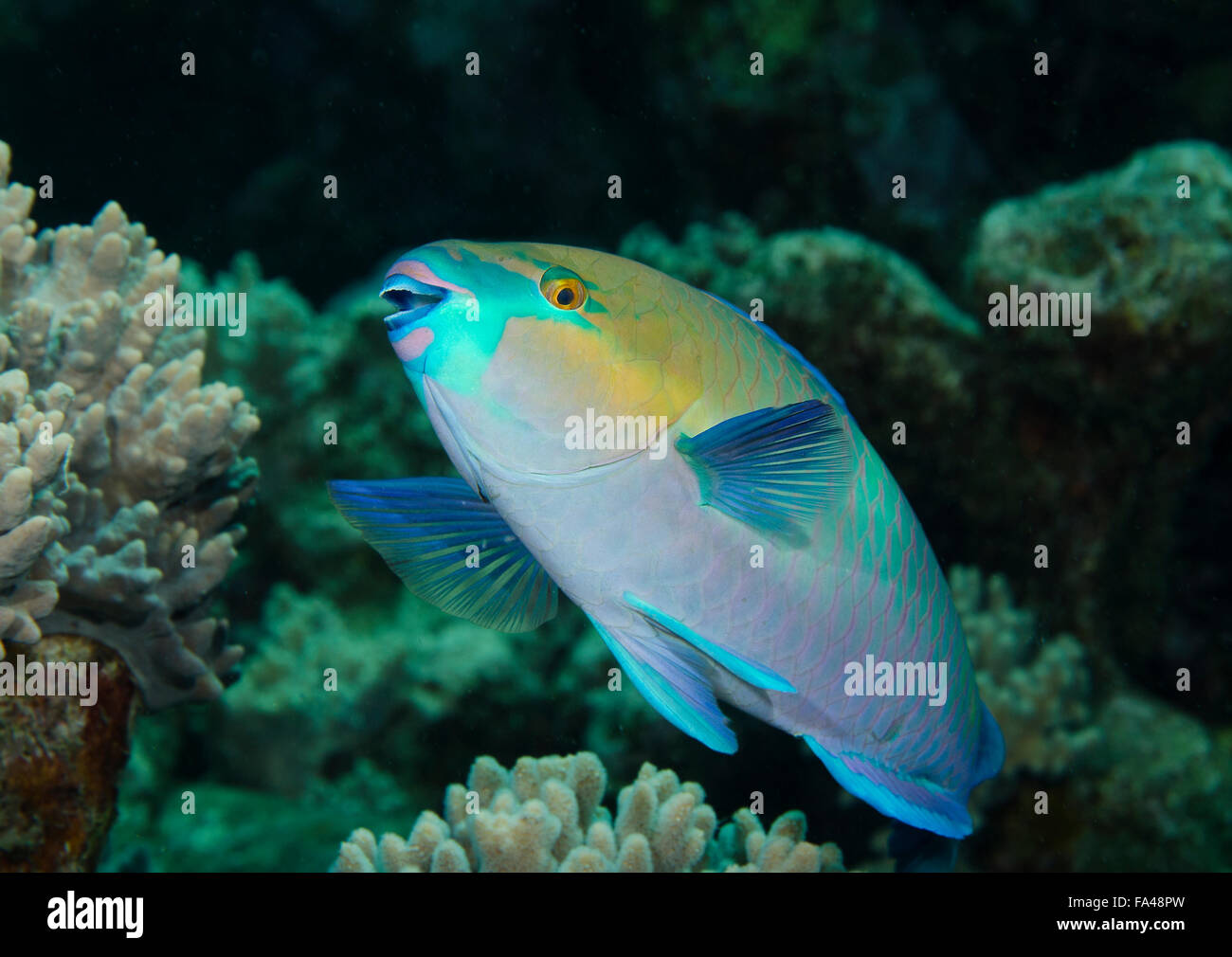 Pesce pappagallo rosso immagini e fotografie stock ad alta risoluzione ...