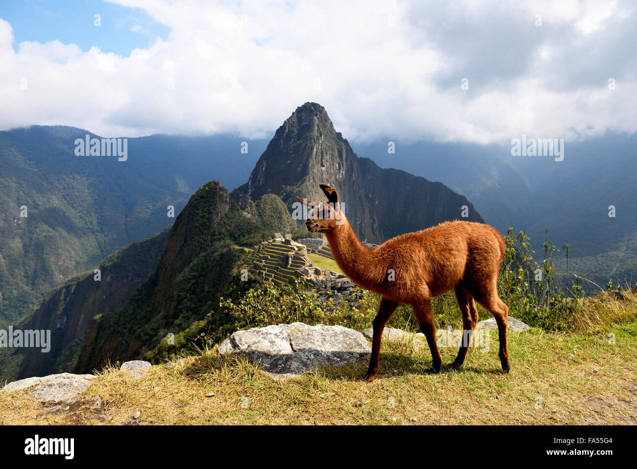 Lama lama glama a machu picchu immagini e fotografie stock ad alta ...