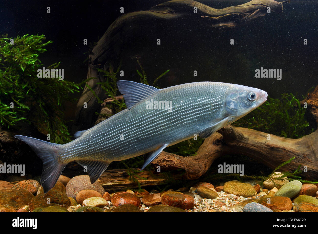 Coregonus widegreni immagini e fotografie stock ad alta risoluzione - Alamy