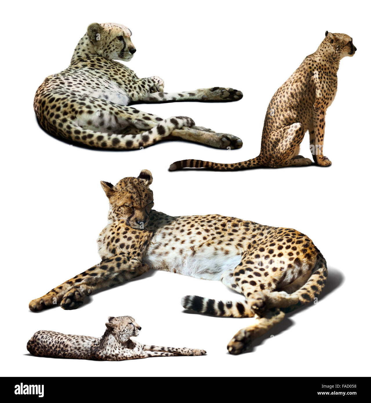 Ghepardo africano Immagini senza sfondo e Foto Stock ritagliate - Alamy