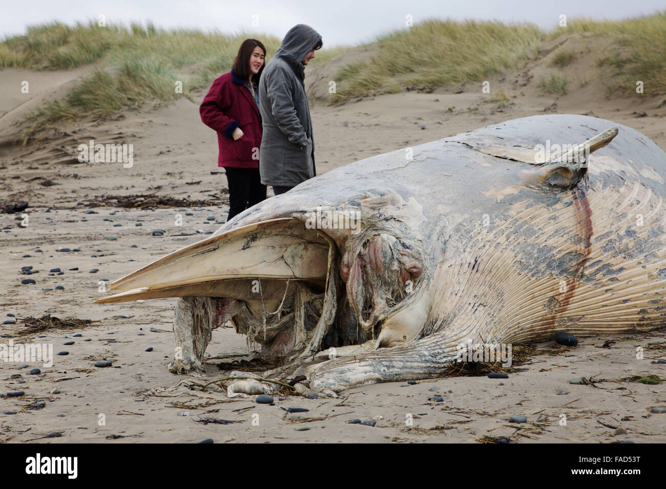 Aberystwyth, UK. 27 Dic, 2015. Il giorno di Natale beach walkers nel ...