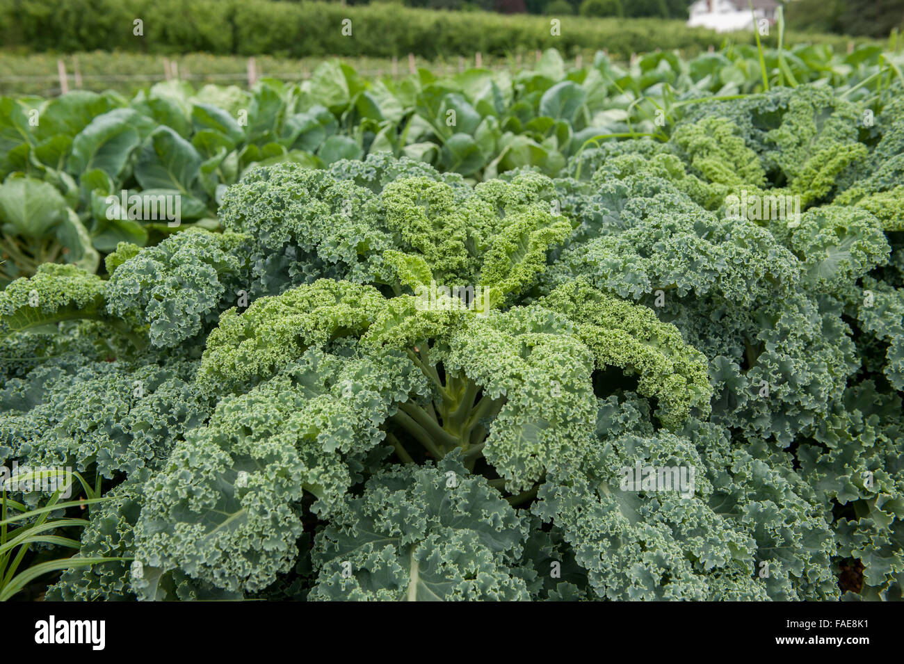 Cavolo riccio immagini e fotografie stock ad alta risoluzione - Alamy