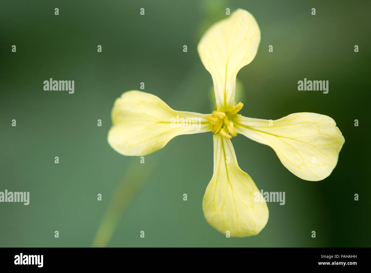 Mare Ravanelli (Raphanus raphanistrum subsp. maritimus). Un impianto in ...