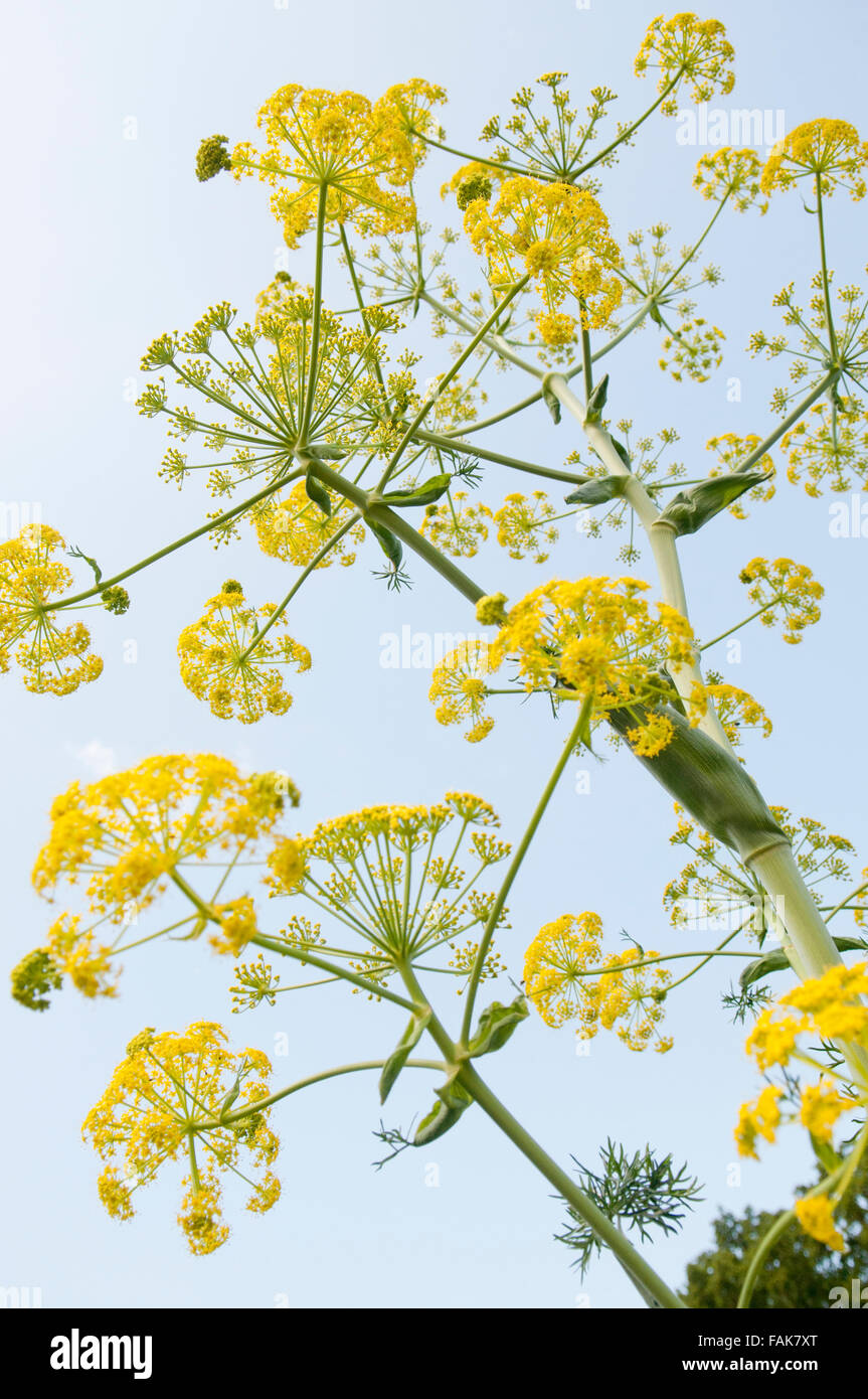 Ferula communis immagini e fotografie stock ad alta risoluzione - Alamy