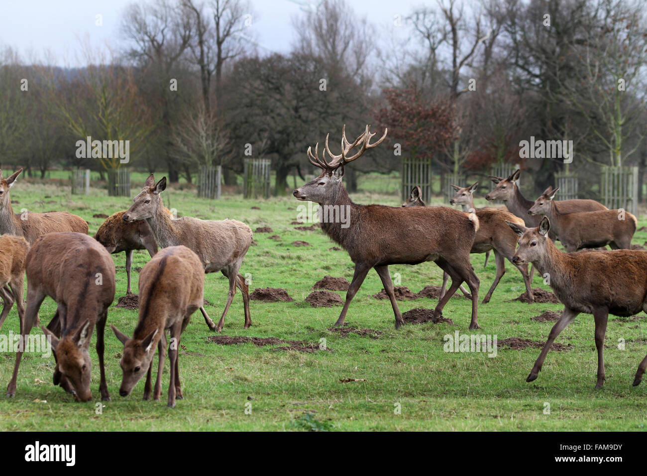 Animale del parco immagini e fotografie stock ad alta risoluzione - Alamy