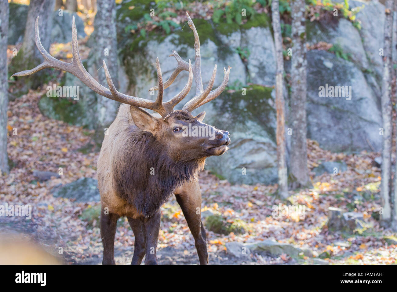 Cervo wapiti immagini e fotografie stock ad alta risoluzione - Alamy