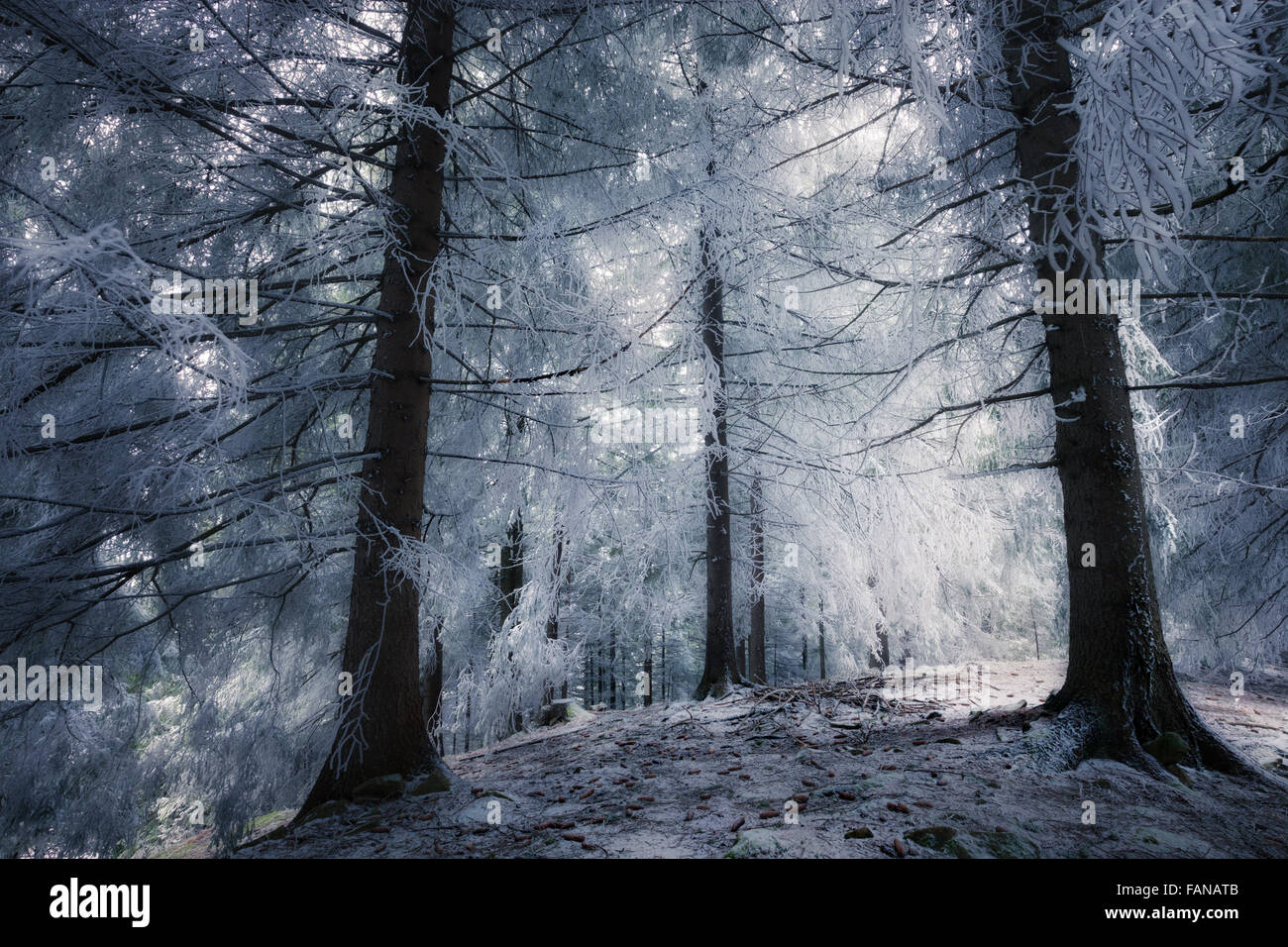 Bosco innevato immagini e fotografie stock ad alta risoluzione - Alamy