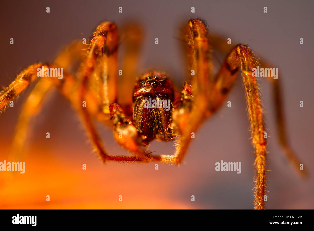 Large fangs immagini e fotografie stock ad alta risoluzione - Alamy