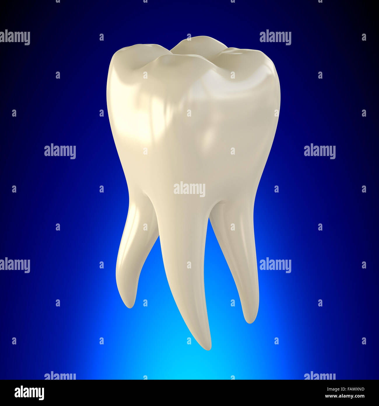 Dente molare immagini e fotografie stock ad alta risoluzione - Alamy