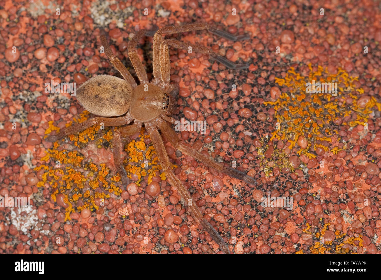 Gigantesco ragno granchio, huntsman spider, Riesenkrabbenspinne ...
