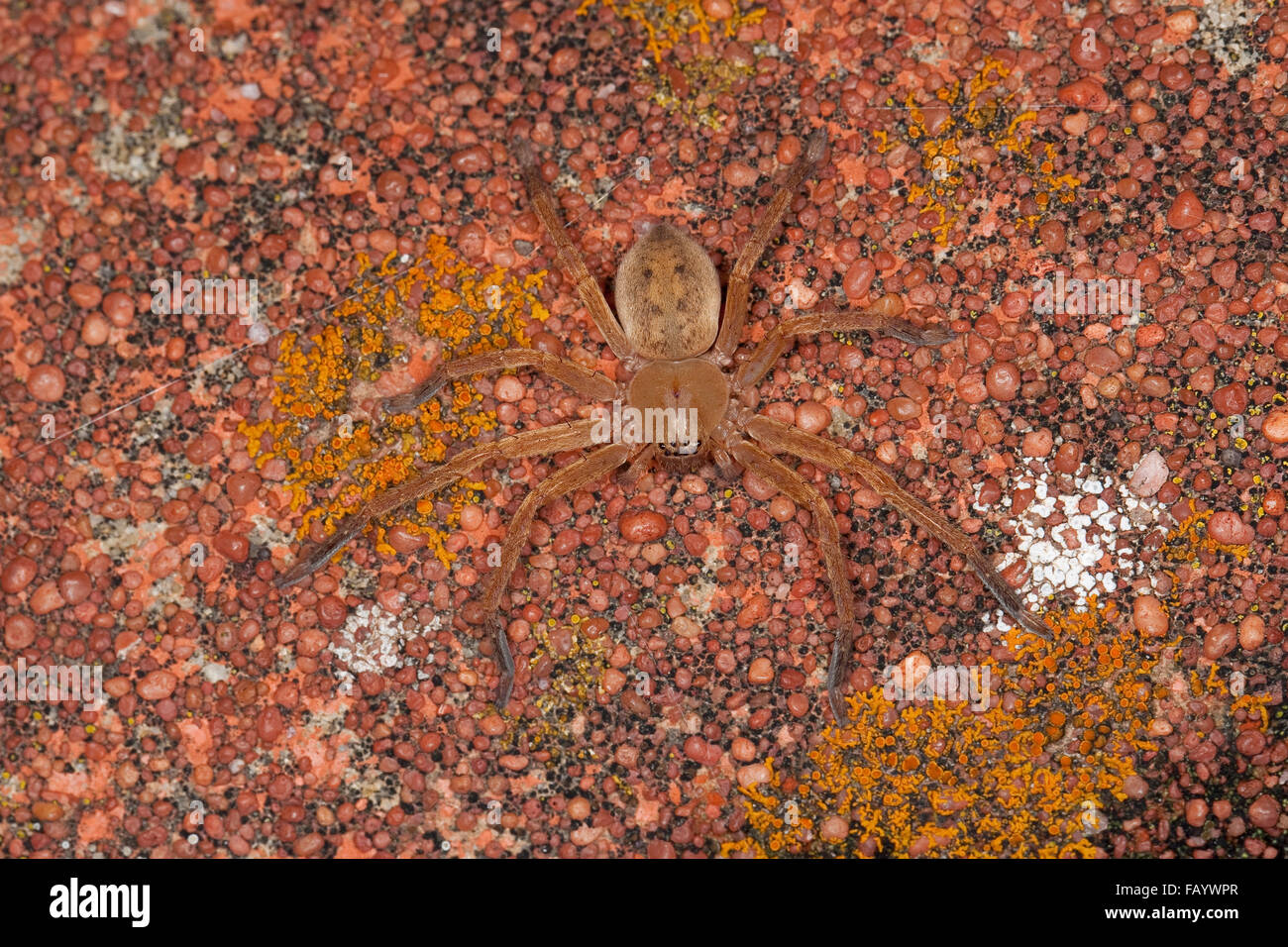 Giant crab spider huntsman spider immagini e fotografie stock ad alta ...