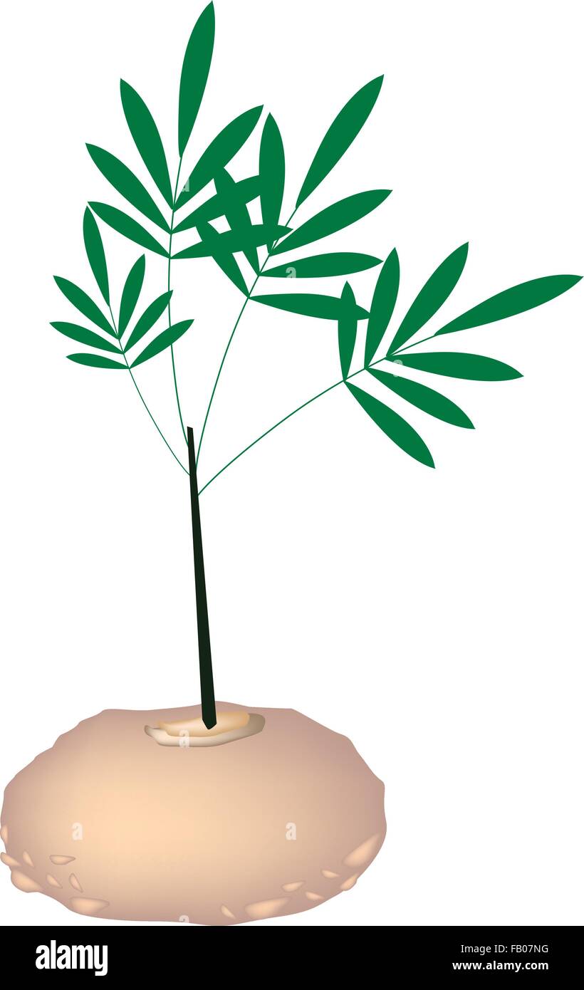 Konjak plant Immagini Vettoriali Stock - Alamy